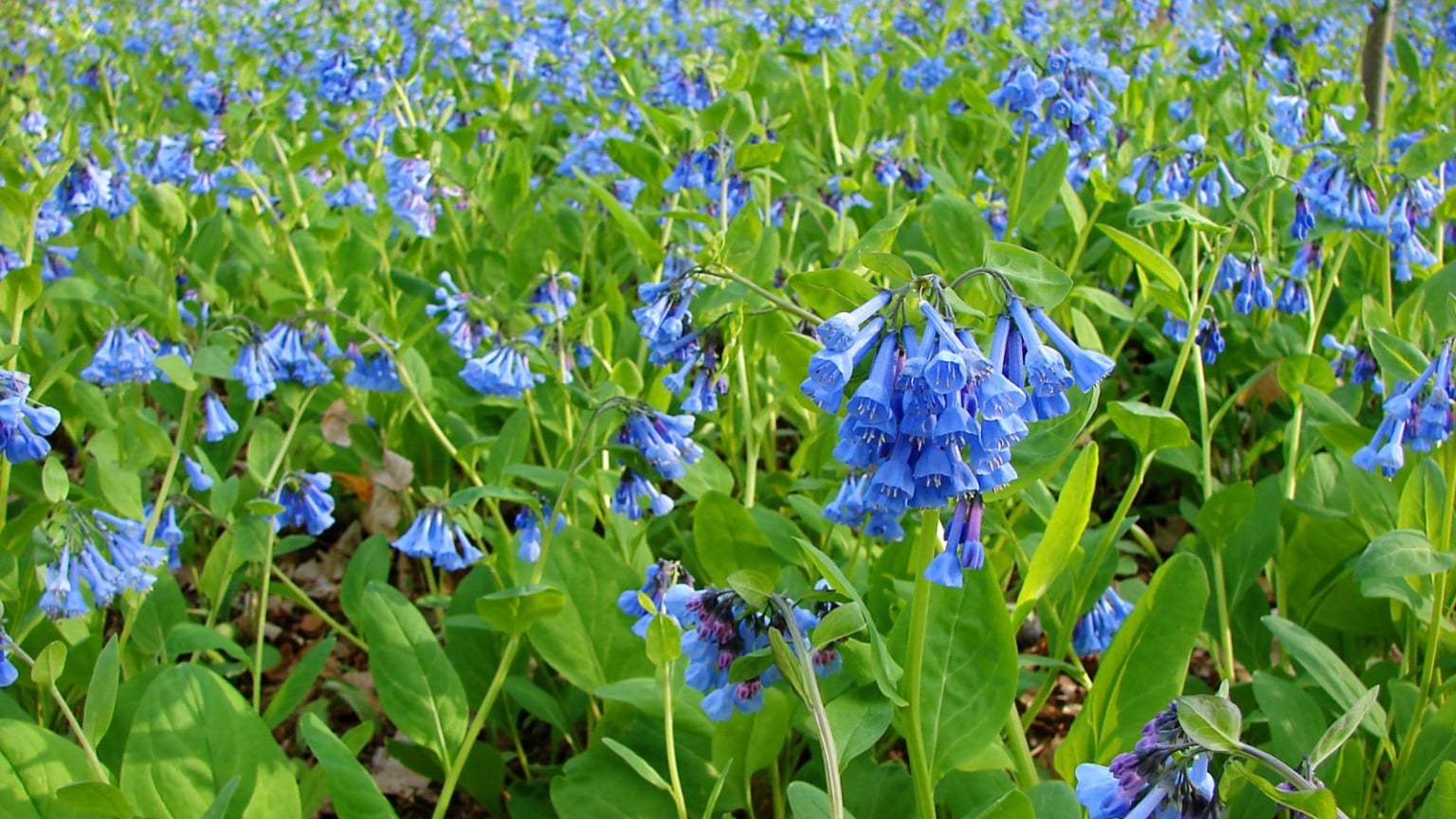 How to Plant, Grow, and Care For Virginia Bluebells
