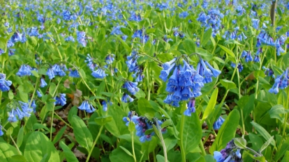 How to Plant, Grow, and Care For Virginia Bluebells