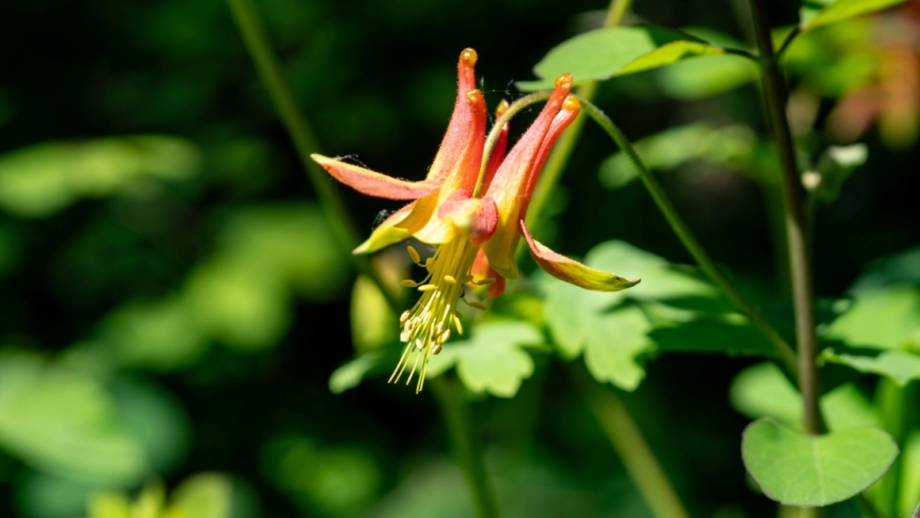 15 Native Wildflowers for Pacific Northwest Gardens