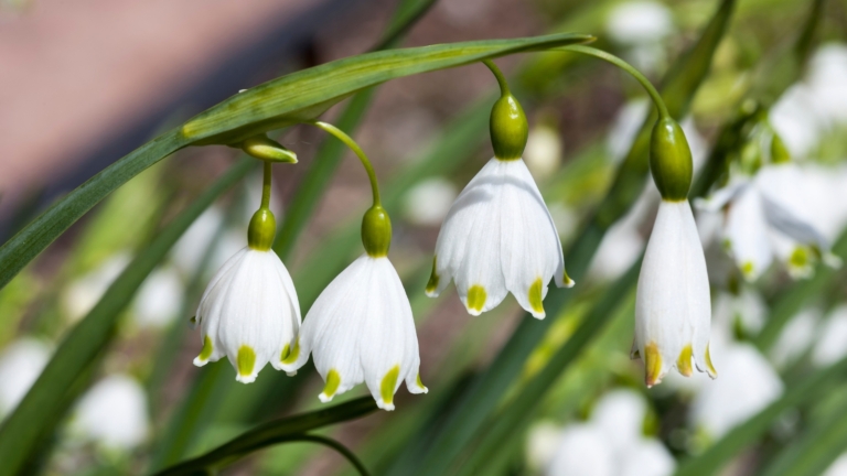 When and How to Plant Snowdrops Bulbs for Early Blooms