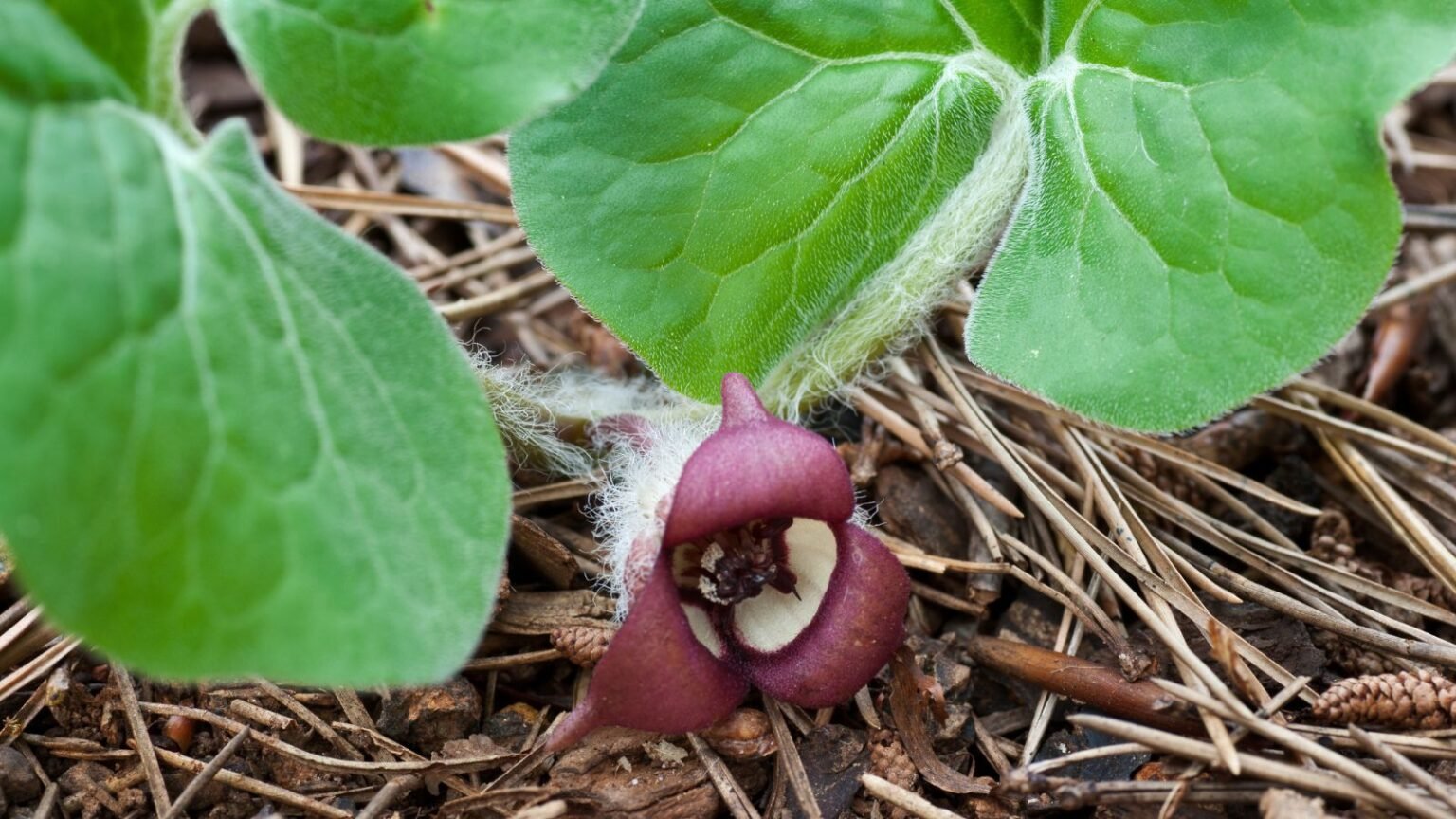 11 Hosta Alternatives For Your Shade Garden