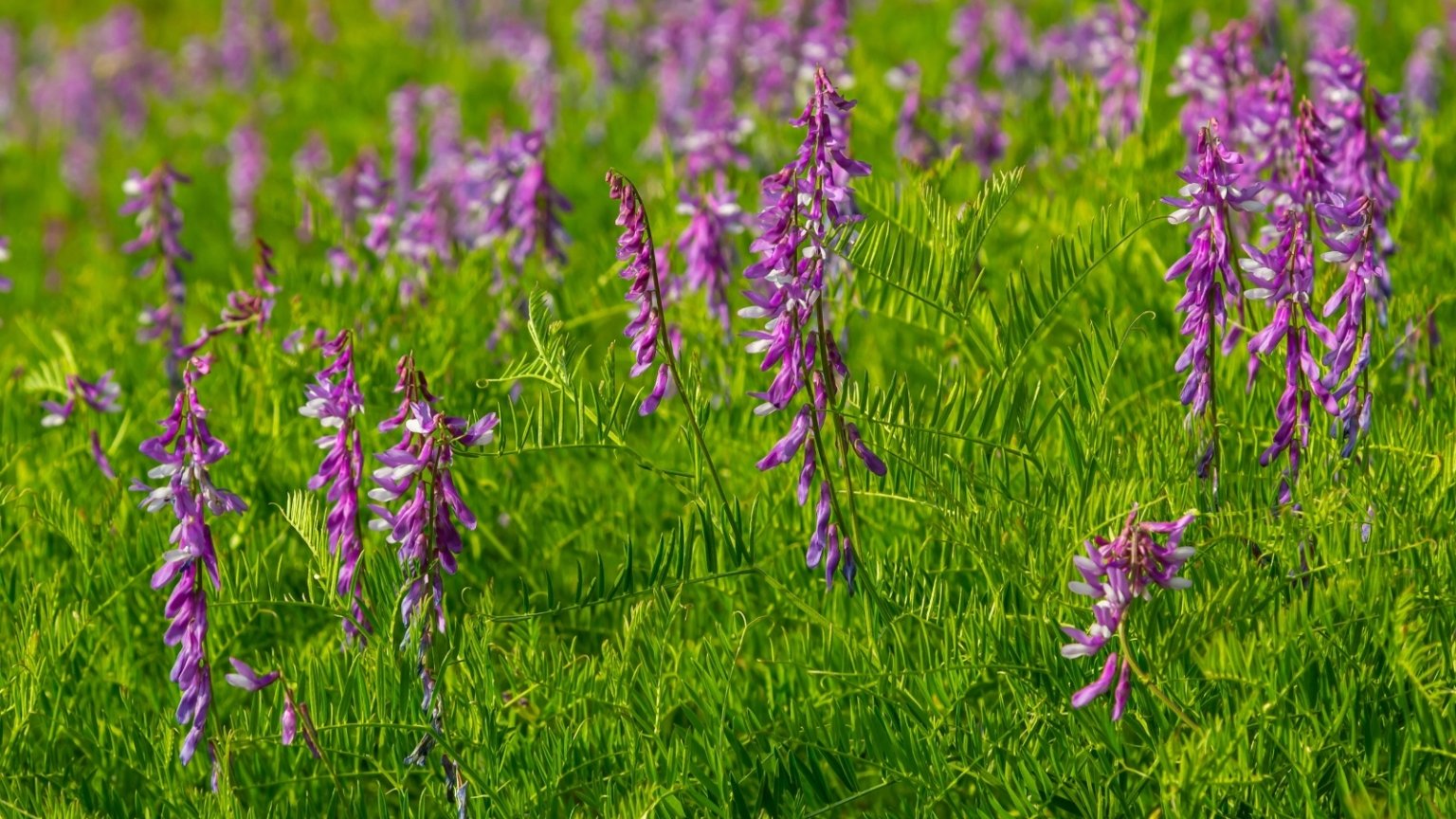 13 Cover Crops You Should Plant in September