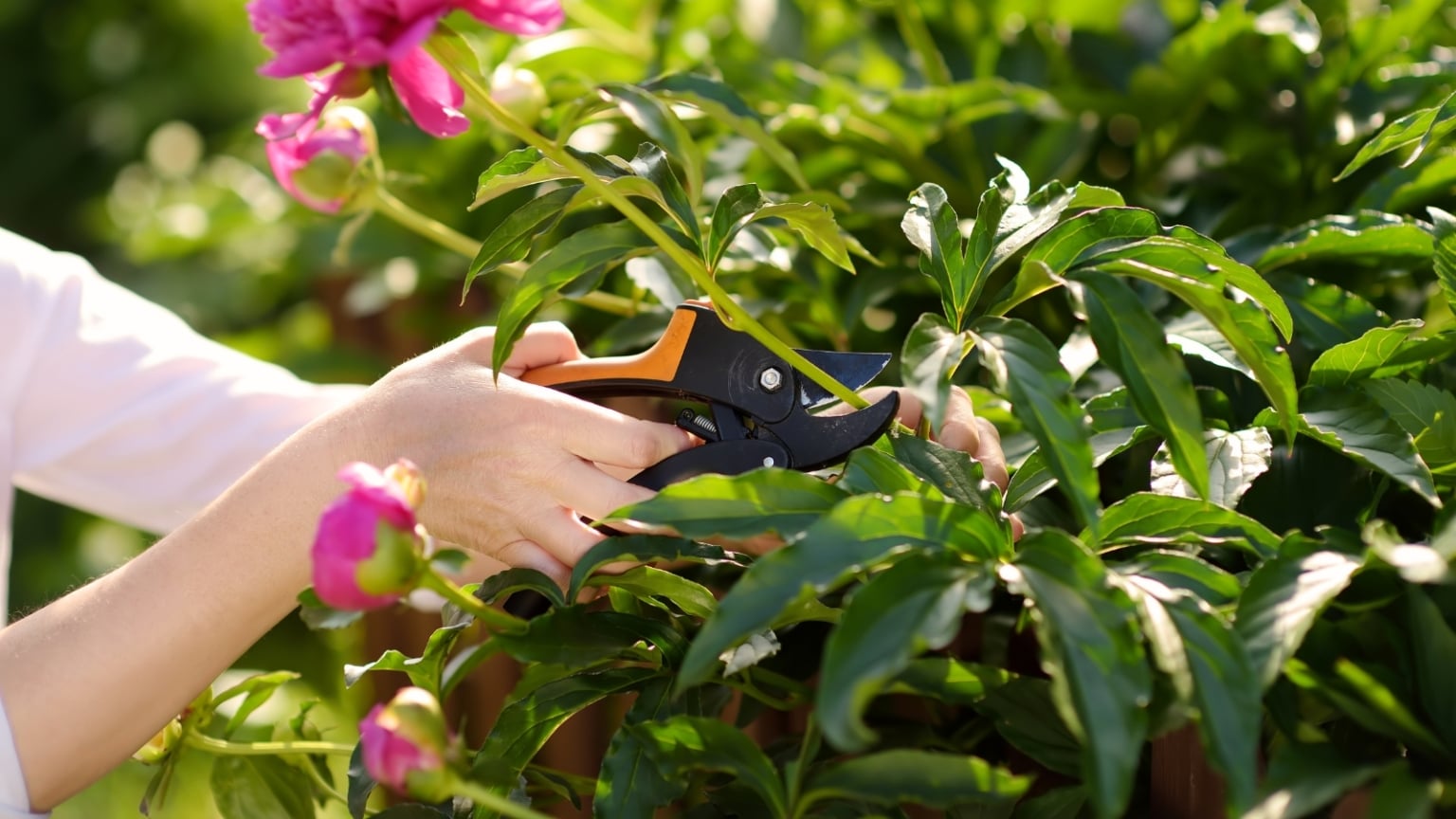 How to Prune Peonies in 7 Steps
