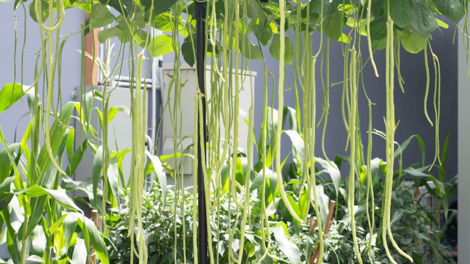 33 Asian Vegetables, Herbs, and Spices You Should Grow
