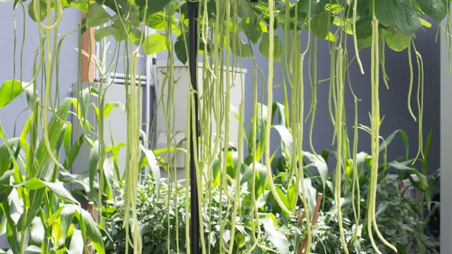 33 Asian Vegetables, Herbs, and Spices You Should Grow