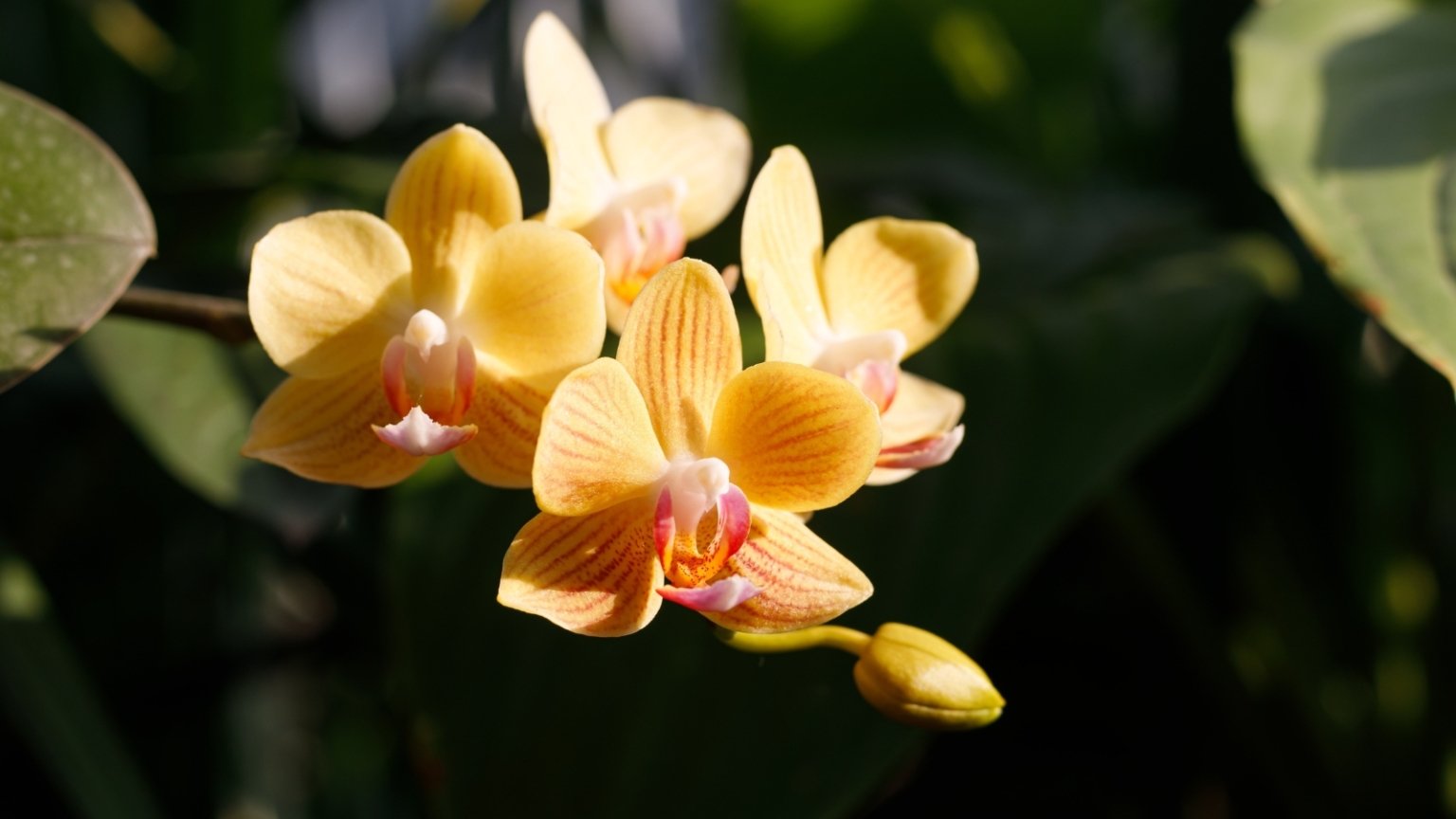 How Often Do Orchids Bloom? When to Expect Flowers