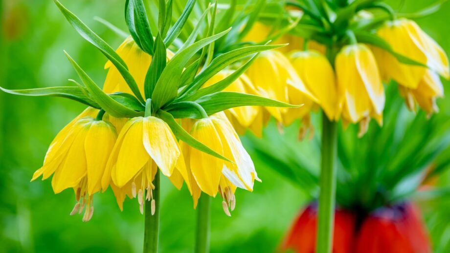 How to Plant, Grow, and Care for Fritillaria Flowers