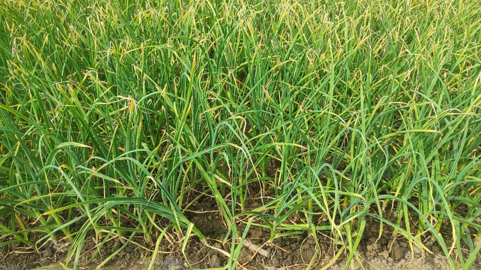 15 Garlic Growing Problems To Watch For