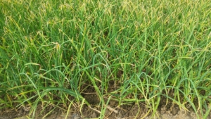 15 Garlic Growing Problems To Watch For