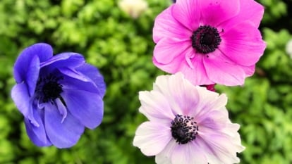 13 Anemone Varieties to Plant in October
