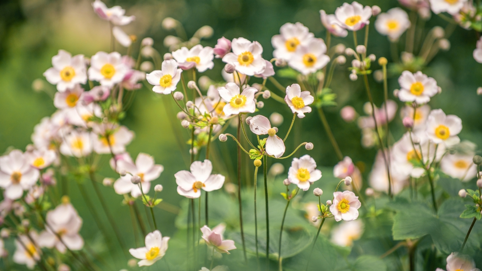 13 Anemone Varieties to Plant in October