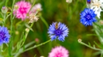 13 Annual Flower Seeds to Plant in September