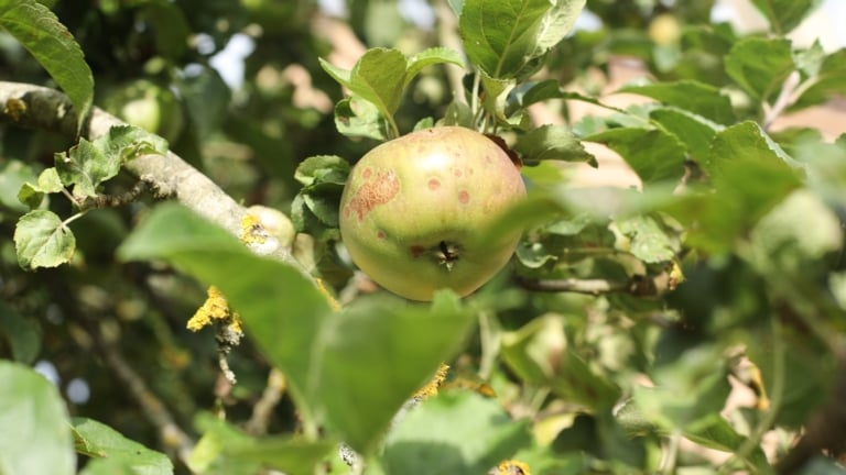 What's Eating My Apples? 13 Apple Tree Pests to Watch For