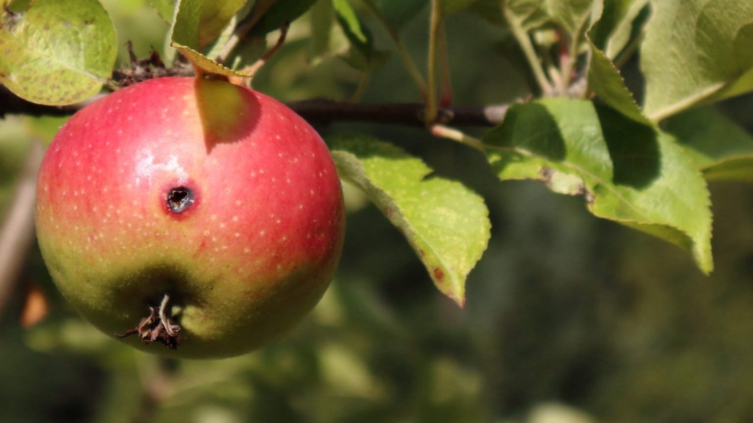 What's Eating My Apples? 13 Apple Tree Pests to Watch For
