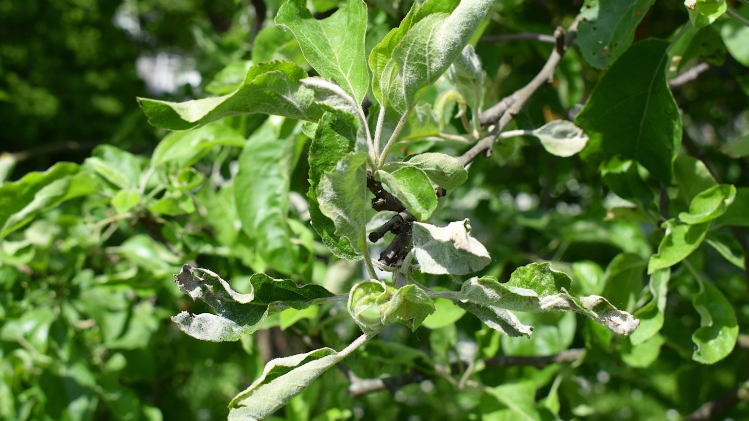 Grow Fruit Trees in Raised Beds: A Step-by-Step Guide