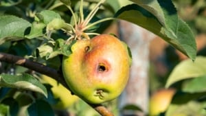What's Eating My Apples? 13 Apple Tree Pests to Watch For