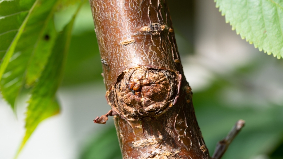 Grow Fruit Trees in Raised Beds: A Step-by-Step Guide