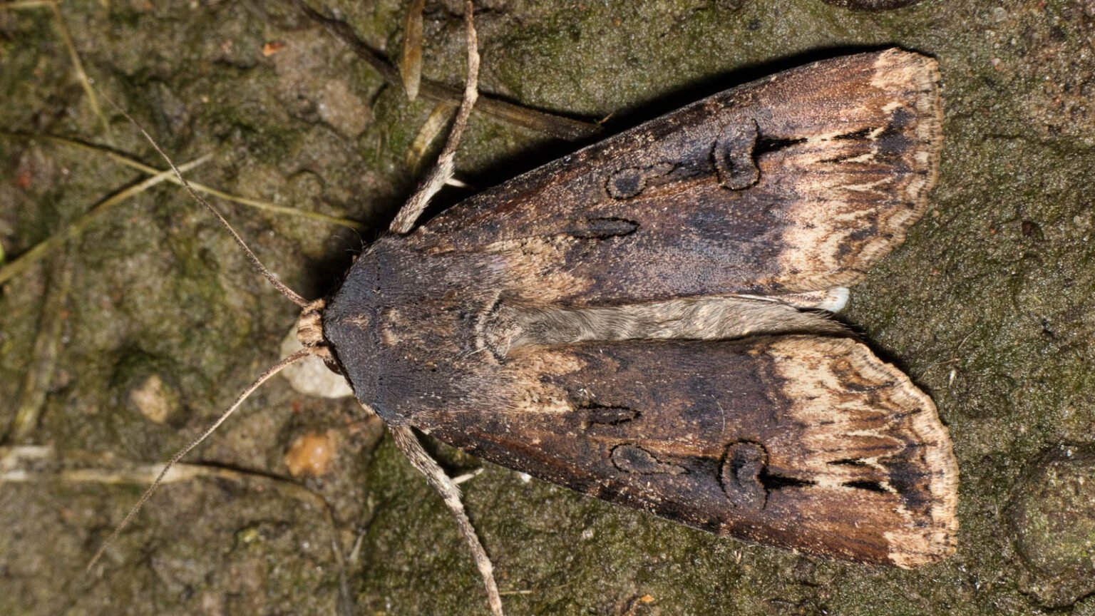 How to Control and Prevent Cutworms