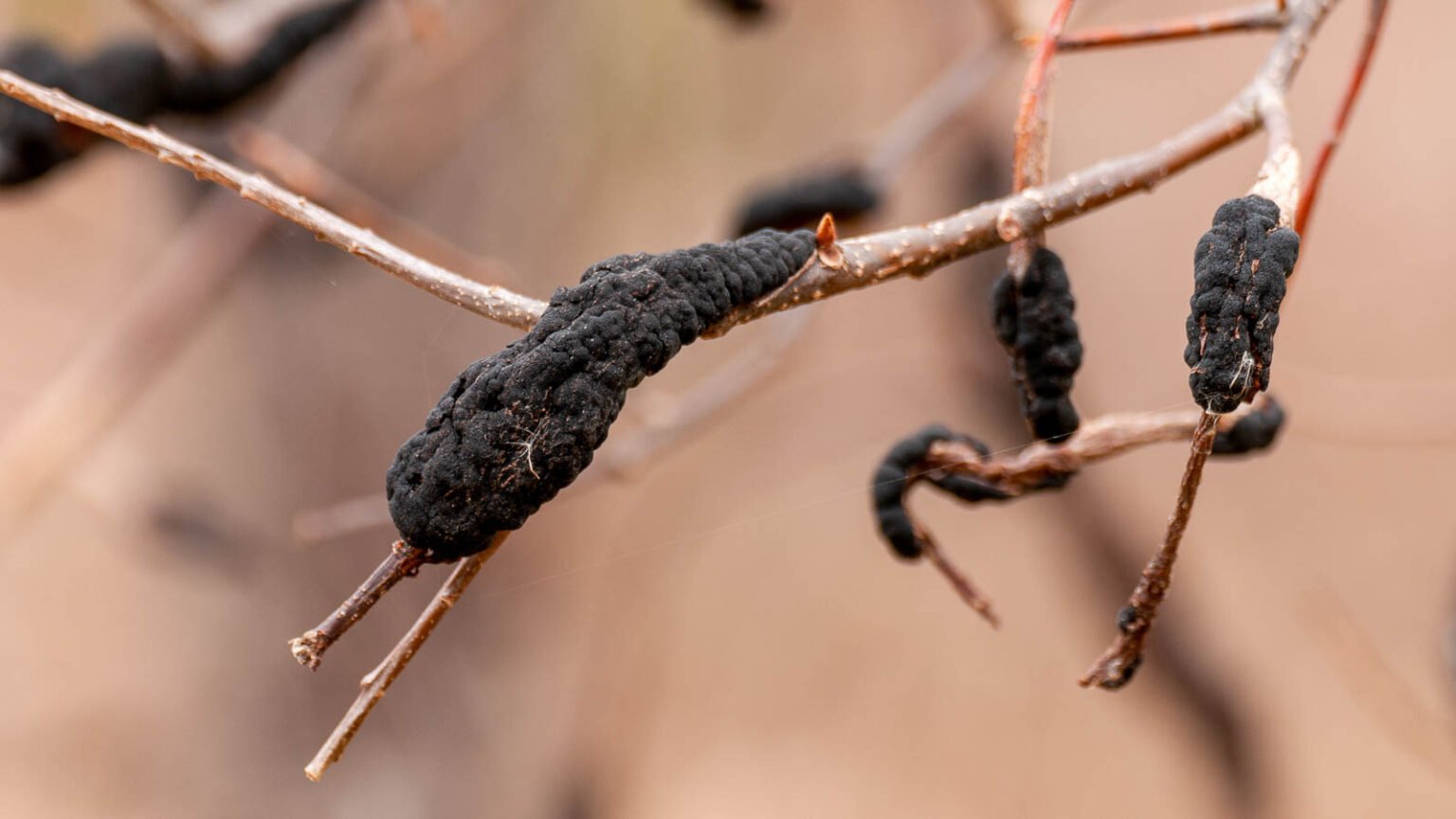 Black Knot Disease: Symptoms, Treatment, and Prevention