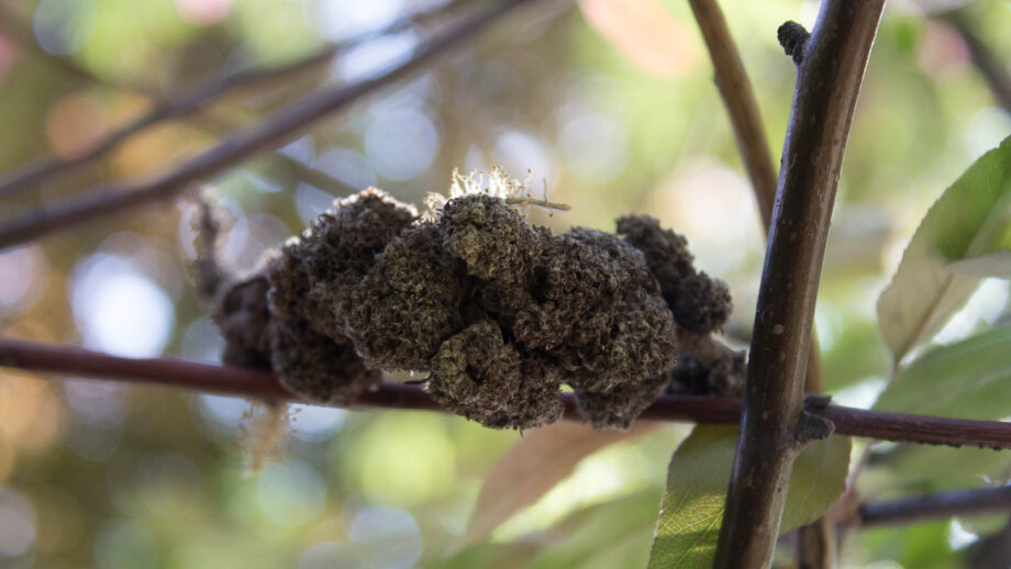 Black Knot Disease: Symptoms, Treatment, and Prevention