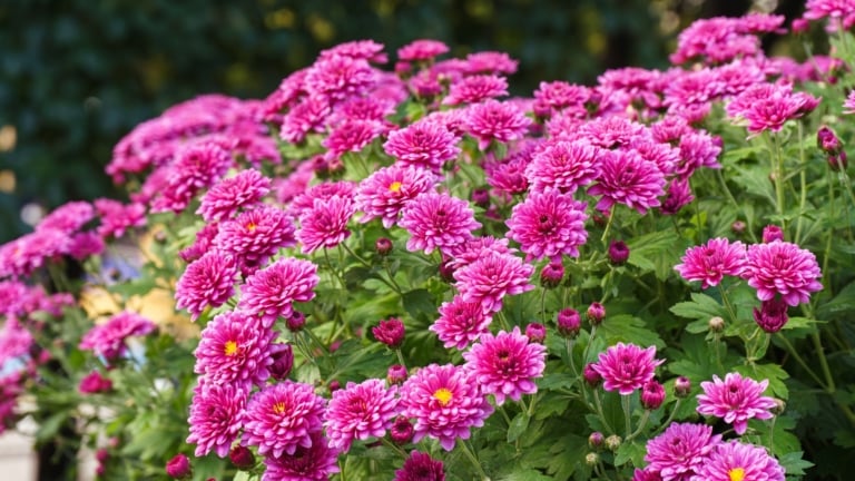 Do Chrysanthemums Provide Natural Pest Control?