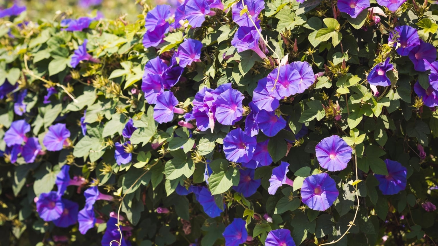 How to Plant, Grow, and Care for Morning Glory Vines