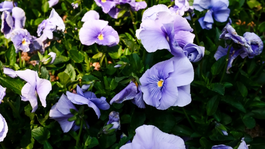 11 Flowers to Plant in Fall for Warm Climate Gardeners