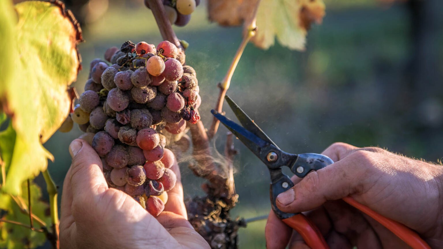 How to Prevent and Treat Botrytis Cinerea