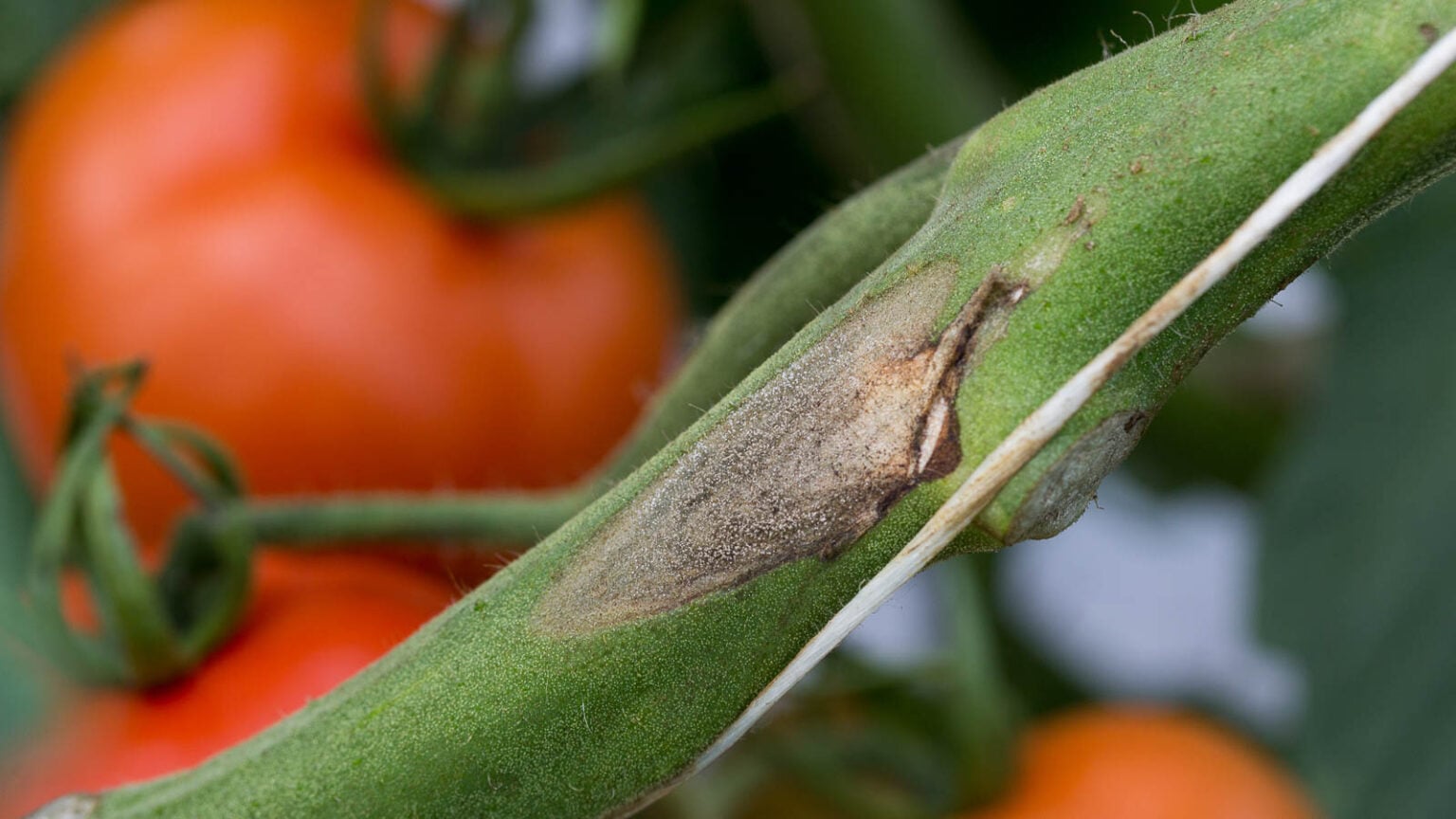 How to Prevent and Treat Botrytis Cinerea
