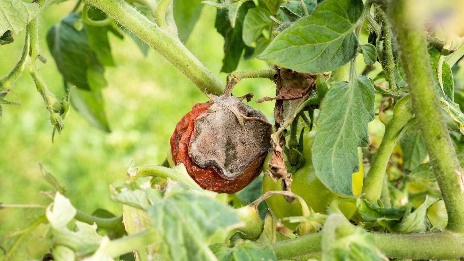 How to Prevent and Treat Botrytis Cinerea