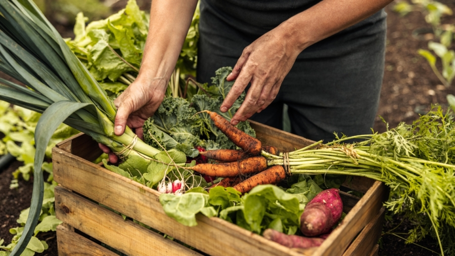 21 Vegetables to Plant in September