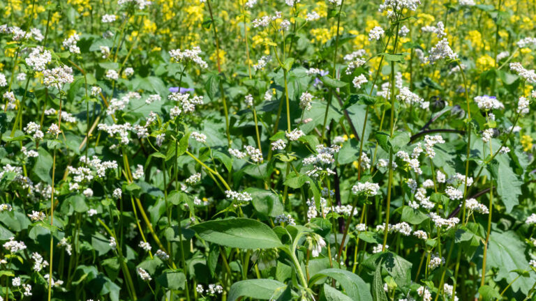 How to Plant, Grow, and Care for Buckwheat