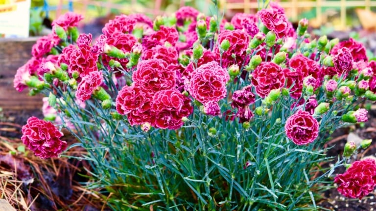 15 Beautiful Carnation Varieties for Your Garden