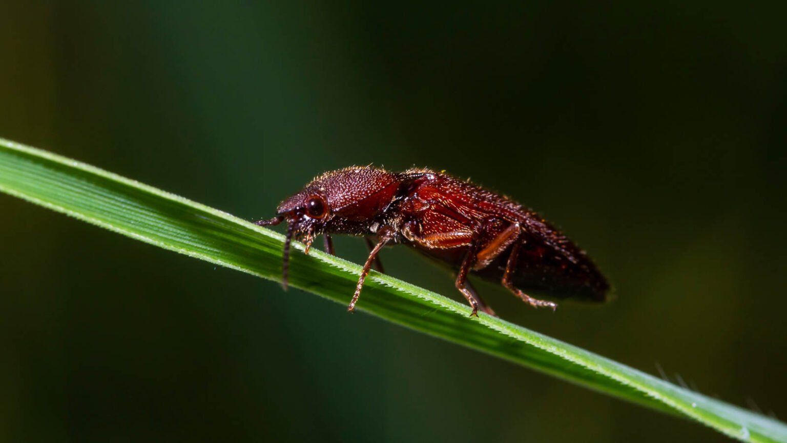 How to Identify and Control Wireworms