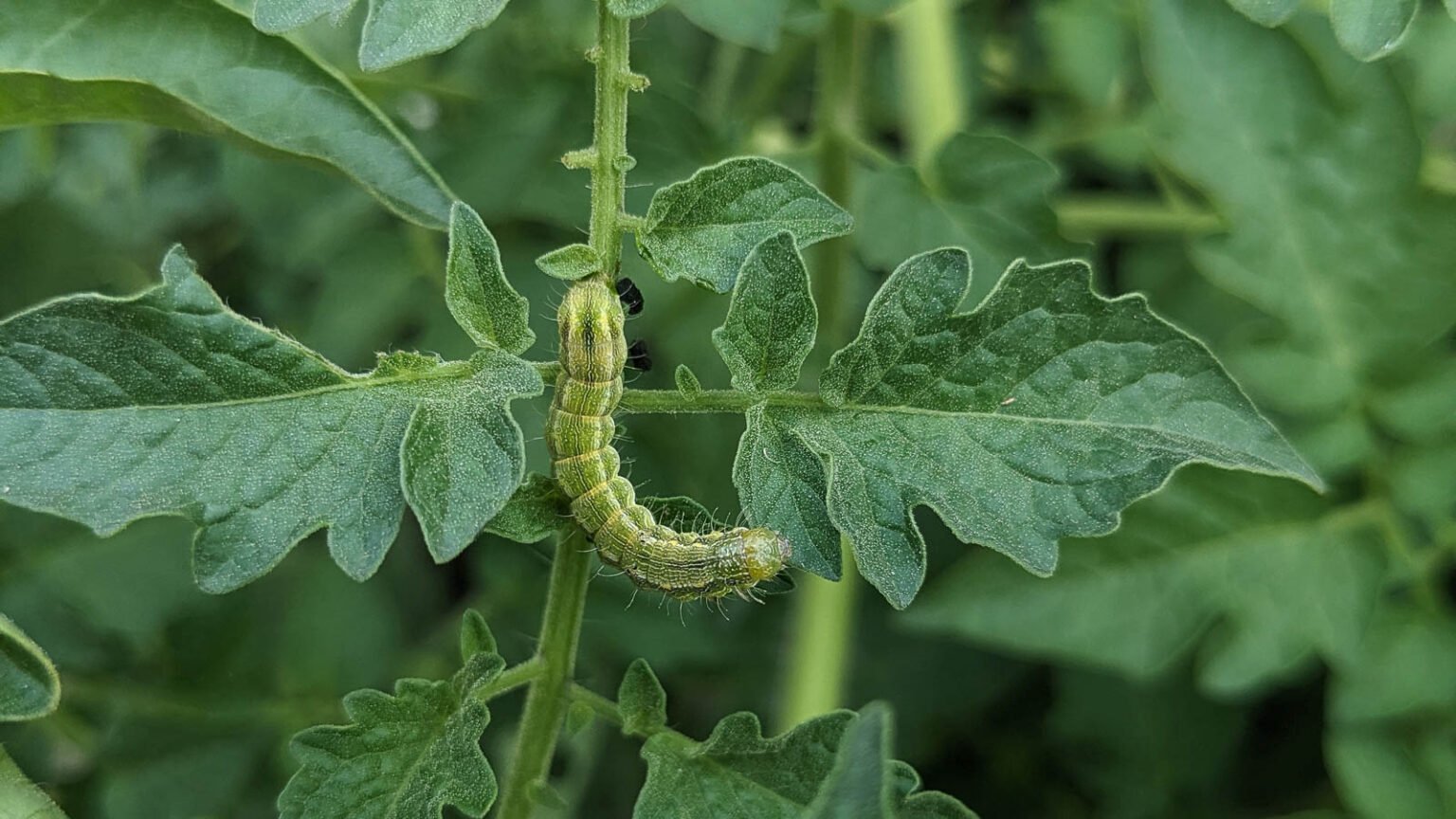 How to Control and Prevent Cutworms