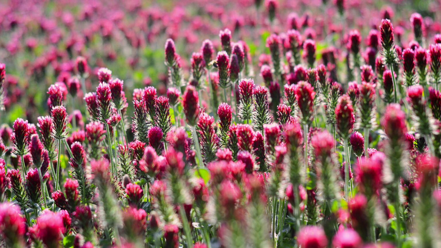 How to Grow a Clover Cover Crop - Epic Gardening