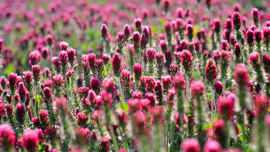 How to Grow a Clover Cover Crop - Epic Gardening