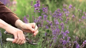When and How to Cut Back Lavender