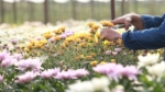 How to Prune Mums for Strong Growth and Blooming
