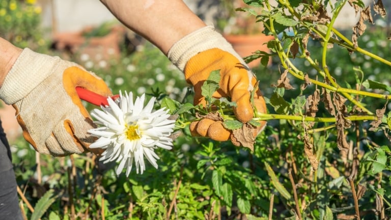 How to Prune Mums for Strong Growth and Blooming