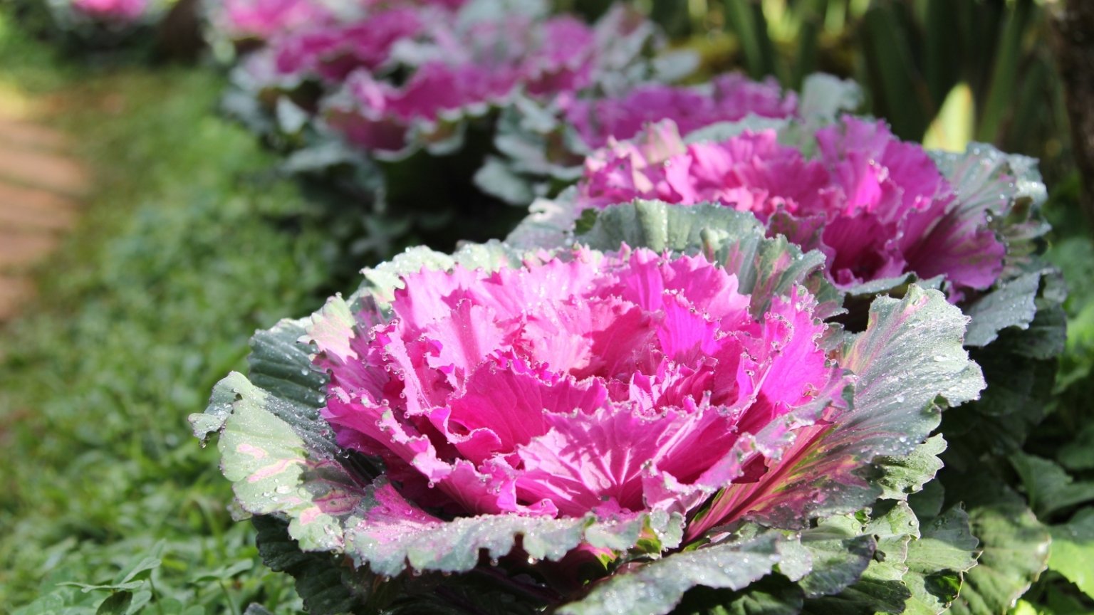 11 Varieties of Ornamental Cabbage for Your Fall Garden