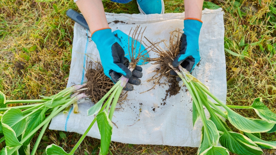 15 Tips for Dividing Your Perennials This Fall