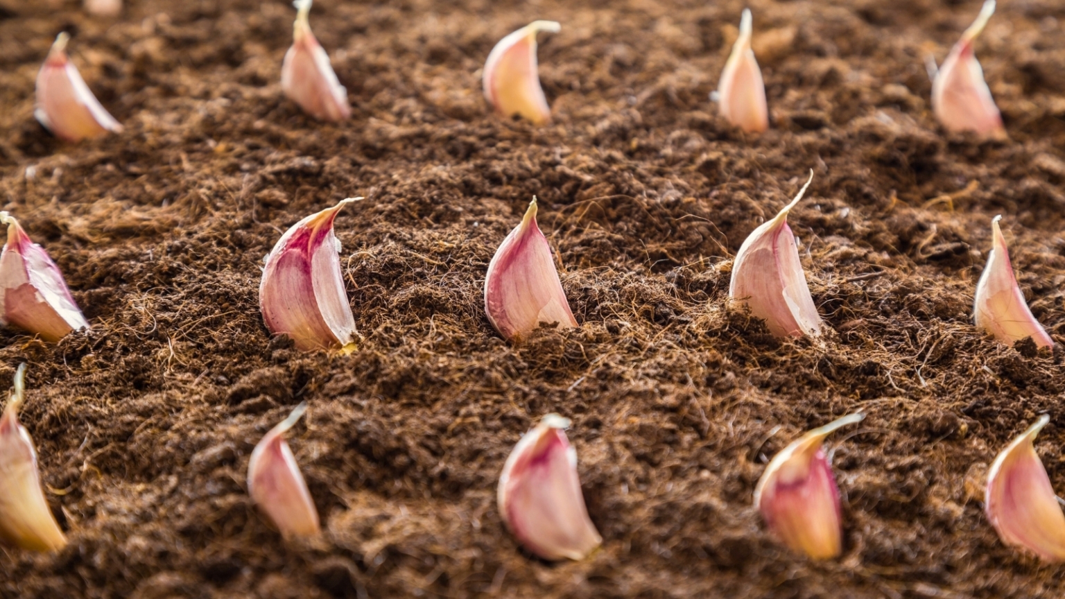 Do these 5 Things Before Planting Garlic
