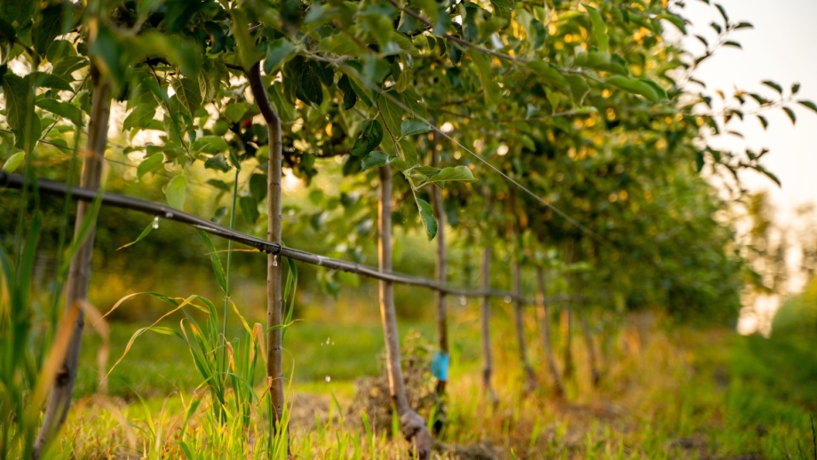 Grow Fruit Trees in Raised Beds: A Step-by-Step Guide