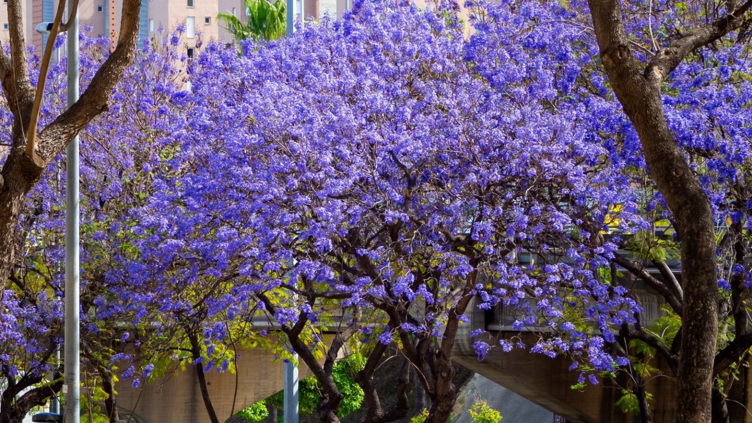 27 Best Drought-Tolerant Trees For Your Landscape