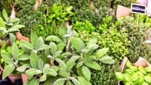 19 Herbs That Thrive in the Fall