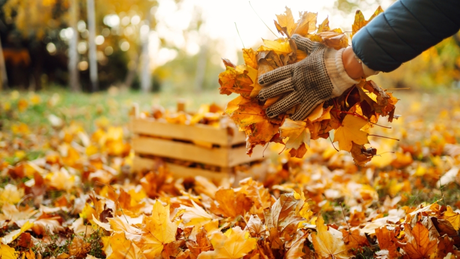 9 Ways to Turn Your Fall Leaves Into Garden Gold