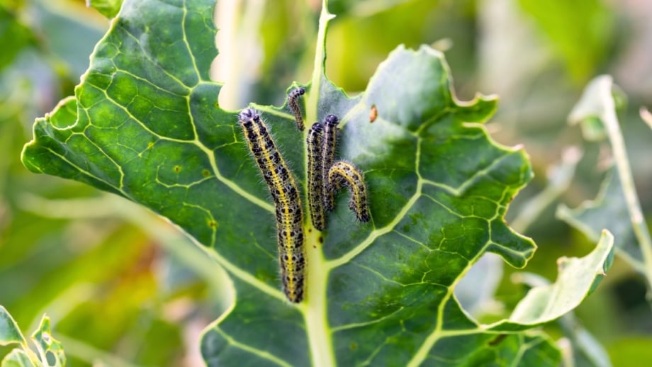 7 Common Fall Vegetable Garden Pests
