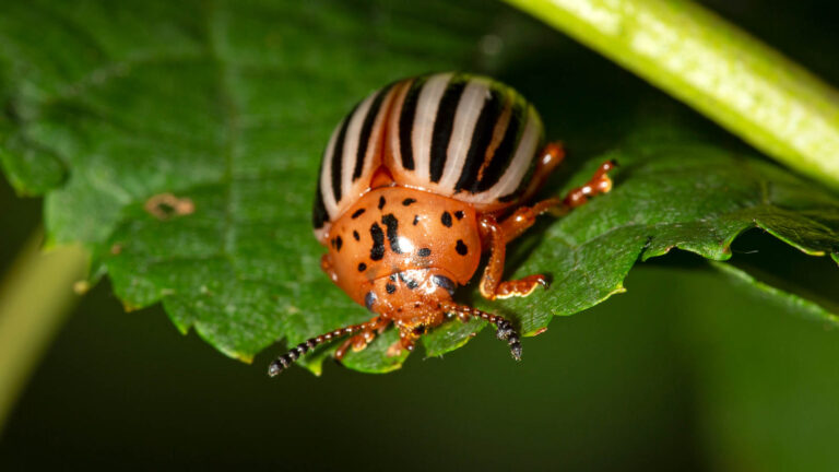 How to Identify, Control, and Prevent Colorado Potato Beetle