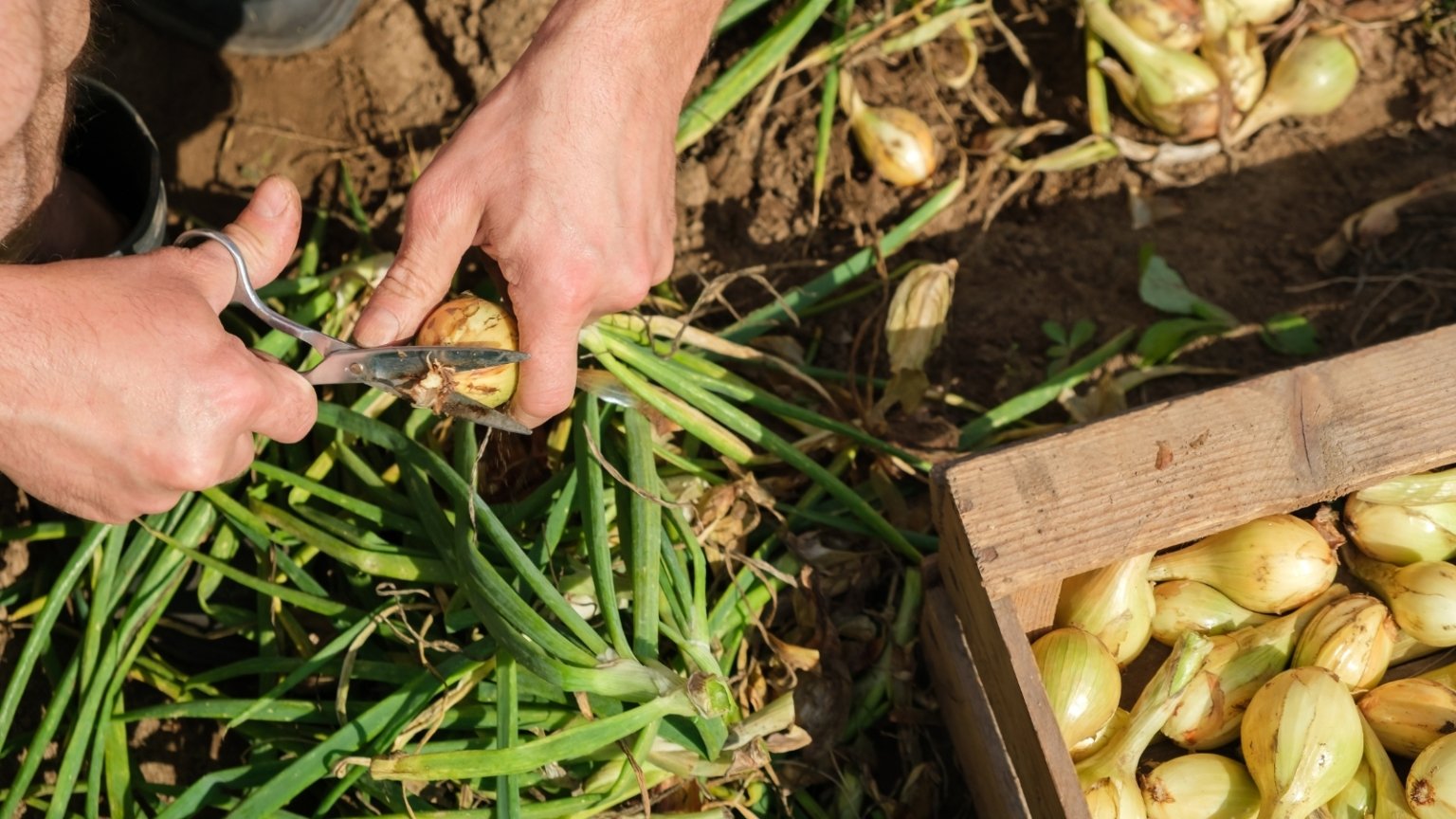 How to Cure and Store Onions in 9 Easy Steps